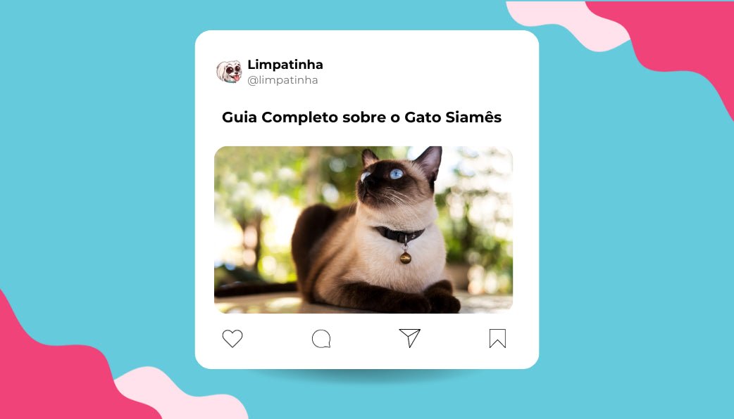 Gato Siames Oriental De Ponto Azul Principais Características Da